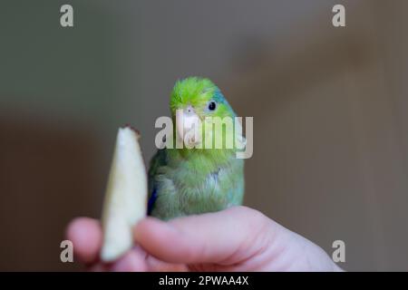 Pacific parakeet, Forpus domestica eats apple from a woman's hand Stock ...