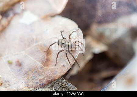 Pardosa lugubris - wolf spider species - on a leaf, close up Stock ...