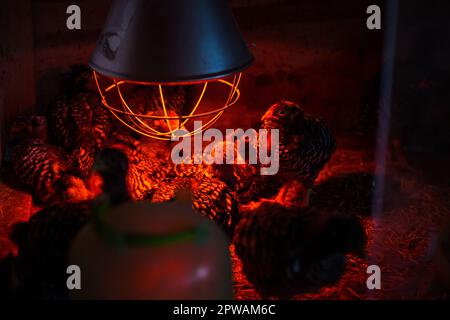 Chicken fledglings under infrared light Stock Photo - Alamy