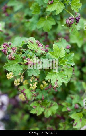 Leaf of red currant bush infected with pests - gallic aphid ...