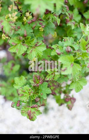 Gallic aphid on the leaves of red currant. The pest damages the currant ...