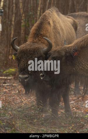 UK bison: new bull in from Germany meeting young cow, as part of first ...