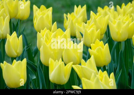 Yellow Triumph tulips (Tulipa) Friendship 1998 bloom in a garden in ...