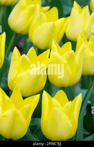 Yellow Triumph tulips (Tulipa) Friendship 1998 bloom in a garden in ...