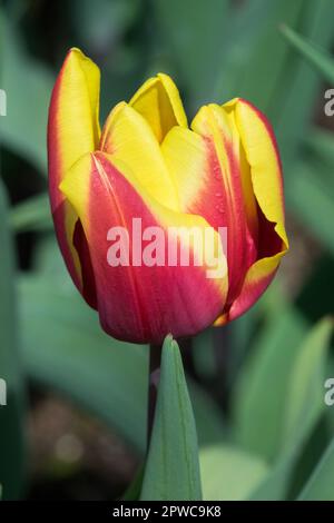 Tulip spring flower nature portrait Stock Photo - Alamy