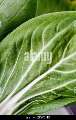 Freshly washed leaves of pak choi, Chinese mustard cabbage Stock Photo ...