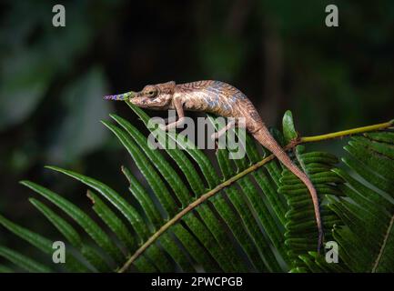 Pinocchi chameleon male (Calumma gallus) in the rainforests of eastern ...