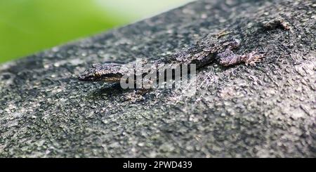 Camouflage lizards on the treeNot to notice easily Stock Photo - Alamy