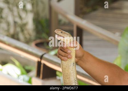 The man's hand is holding the King cobra. Which is the longest venomous ...