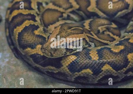 Python bivittatus is a large, poisonous snake, one of the six largest ...