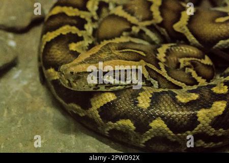 Python bivittatus is a large, poisonous snake, one of the six largest ...