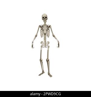 Realistic human skeleton full body side view illustration Stock Vector ...