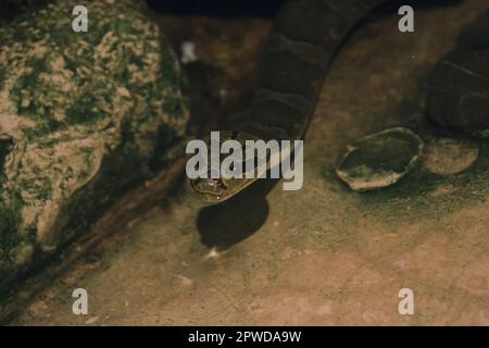 Homalopsis buccata in the water has a distinctive light brown color on ...