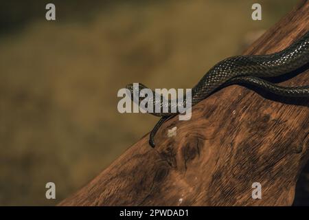 Enhydris enhydris is a small type of poisonous snake that lives mainly ...