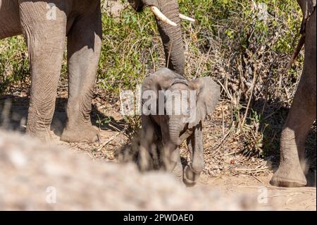 Telephoto shot of a desert elephant with calf, in Northern Namibia ...