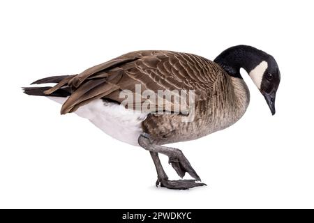 Small Canadian Goose, walking side ways. Head up looking side ways ...