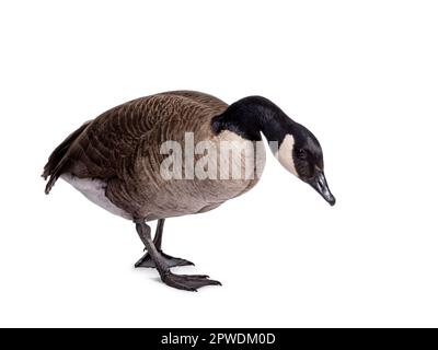 Small Canadian Goose, walking side ways. Head up looking side ways ...