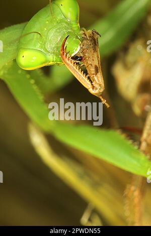 South African mantis (Miomantis caffra) eating male mantis Stock Photo ...
