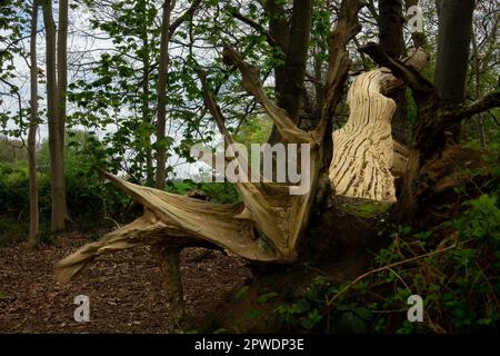 Sculptural Fallen Tree Stock Photo - Alamy