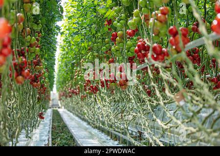 The Netherlands, Pijnacker, Westland region. Horticulture in ...