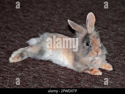 Mini Lion Lop Rabbit Buck juvenile Stock Photo - Alamy