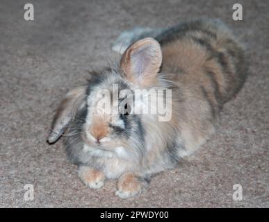 Mini Lion Lop Rabbit Buck juvenile Stock Photo - Alamy