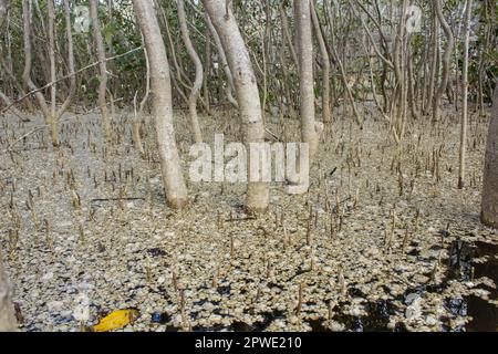 Pumice floating in a mangrove swamp at high tide.Mon Repose Beach ...