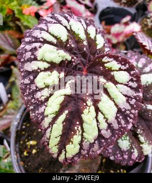 A beautiful leaf pattern and shape of Rhizomatous Begonia Phuthoensis ...