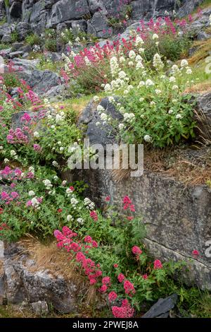 Wild Flowers Bloom Above Ground at Aillwee Cave (Ballyvaughan) in ...