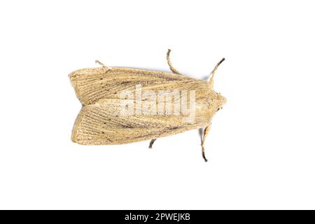 Large Wainscot Moth (Rhizedra lutosa Stock Photo - Alamy