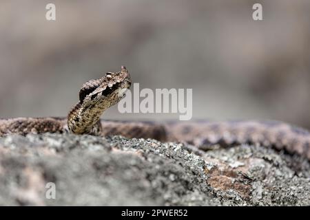 Poskok /Nose horned viper/ Vipera ammodytes in natural habitat in NP ...