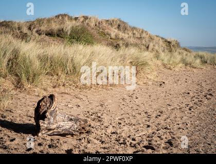 crow on sandy beach with sun creating shadows Stock Photo - Alamy