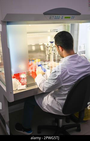 Work in a laminar box. Laboratory equipment for the study of cell ...