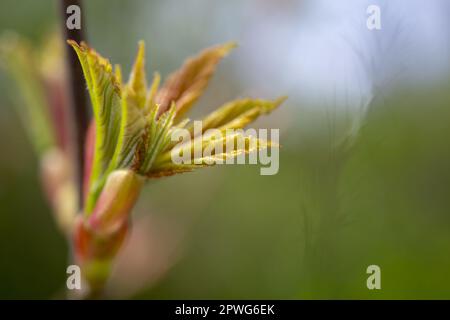 Tree buds close up. Large tree buds Stock Photo - Alamy