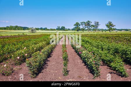 A field of roses on a rose nusery in the countryside Stock Photo - Alamy