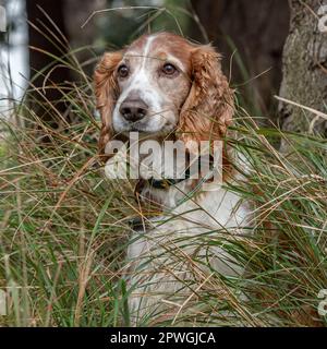 springer spaniel looking up at the camera Stock Photo - Alamy