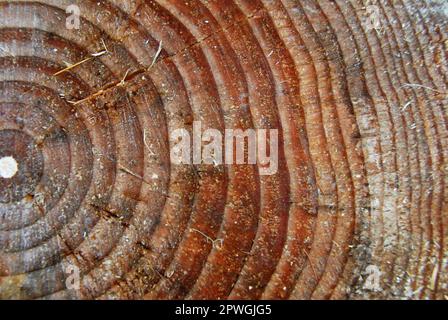 Tree rings to count the age of a tree Stock Photo - Alamy