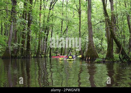 Kayaking through the dense tree canopy that shades the Cashie River ...