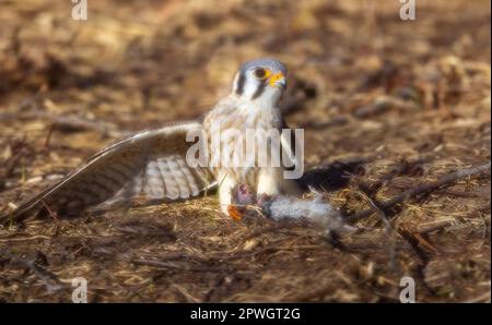 American kestrel holding a meadow vole in northern Wisconsin Stock ...