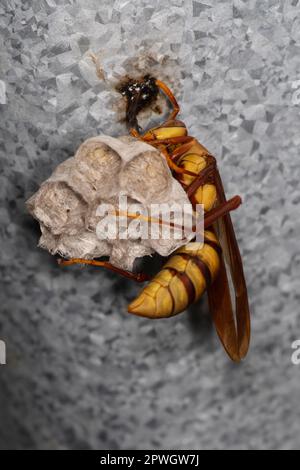 Executioner paper wasp with nest (Polistes carnifex), Cabo Blanco ...