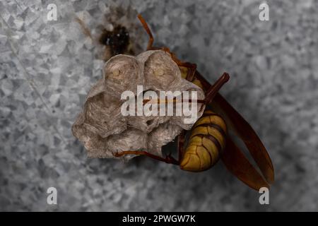 Executioner paper wasp with nest (Polistes carnifex), Cabo Blanco ...