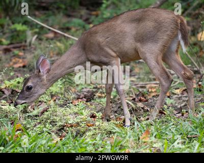 Central American red brocket (Mazama temama), Cabo Blanco Nature ...