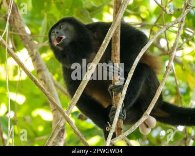 Male mantled howler howling (Alouatta palliata), Cabo Blanco Nature ...
