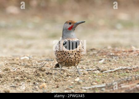 A male Northern Flicker, Colaptes auratus, in flight in Saskatoon ...