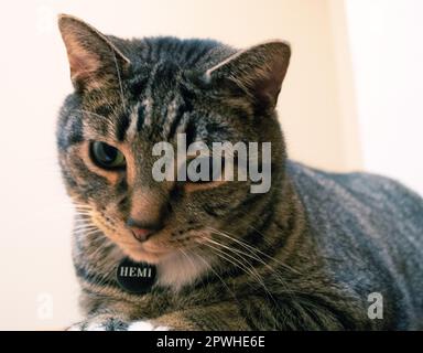 My cat, Hemi Stock Photo - Alamy