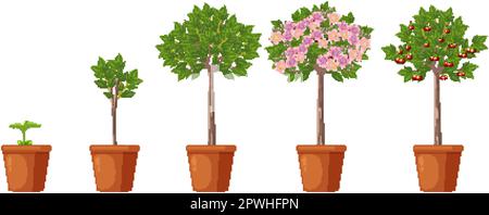 Cherry Tree Growth Stages Vector Design illustration Stock Vector Image ...