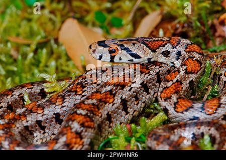 An adult Leopard Snake or European Ratsnake, Zamenis situla, slithering ...