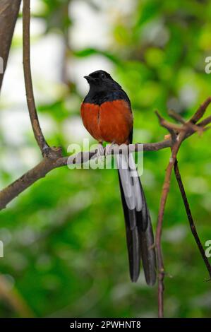 White-rumped Shama Thrush Stock Photo - Alamy