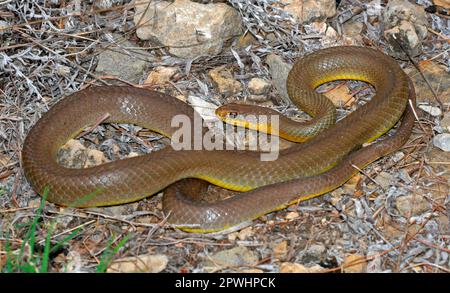 American Angry Snake Stock Photo - Alamy