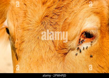 Domestic cattle, flies on the eye Stock Photo - Alamy